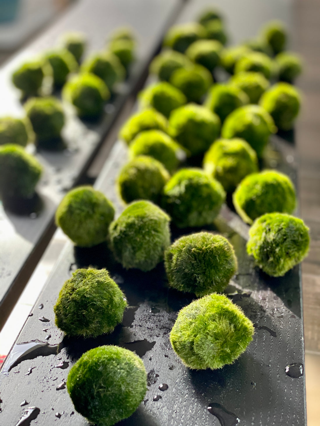 Marimo – Sacred Elements