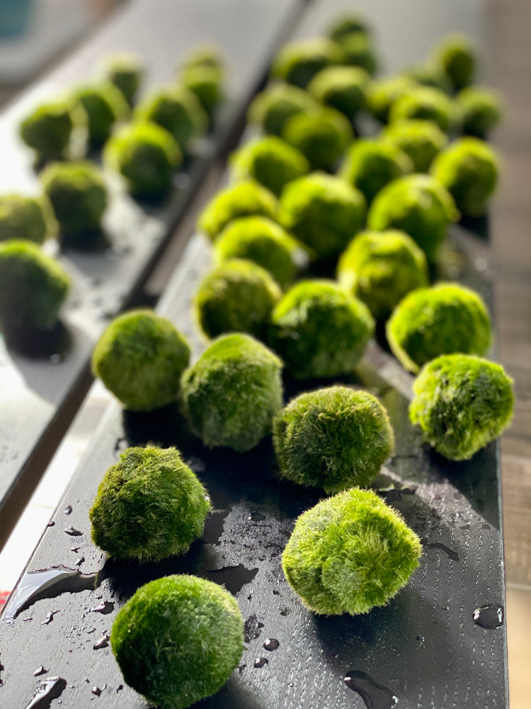 Marimo – Sacred Elements