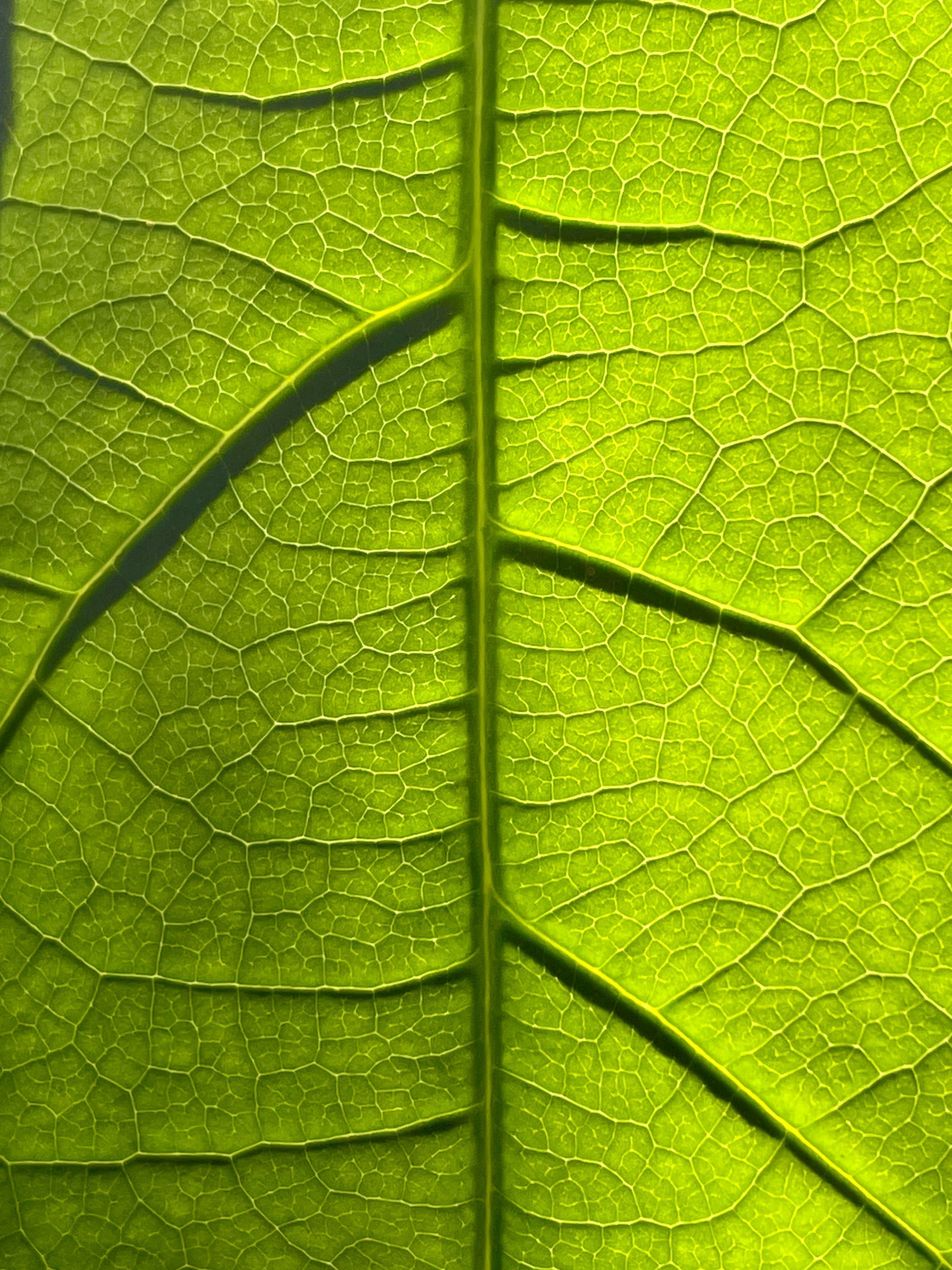 Foliar Feeding for Houseplants and Garden – Sacred Elements