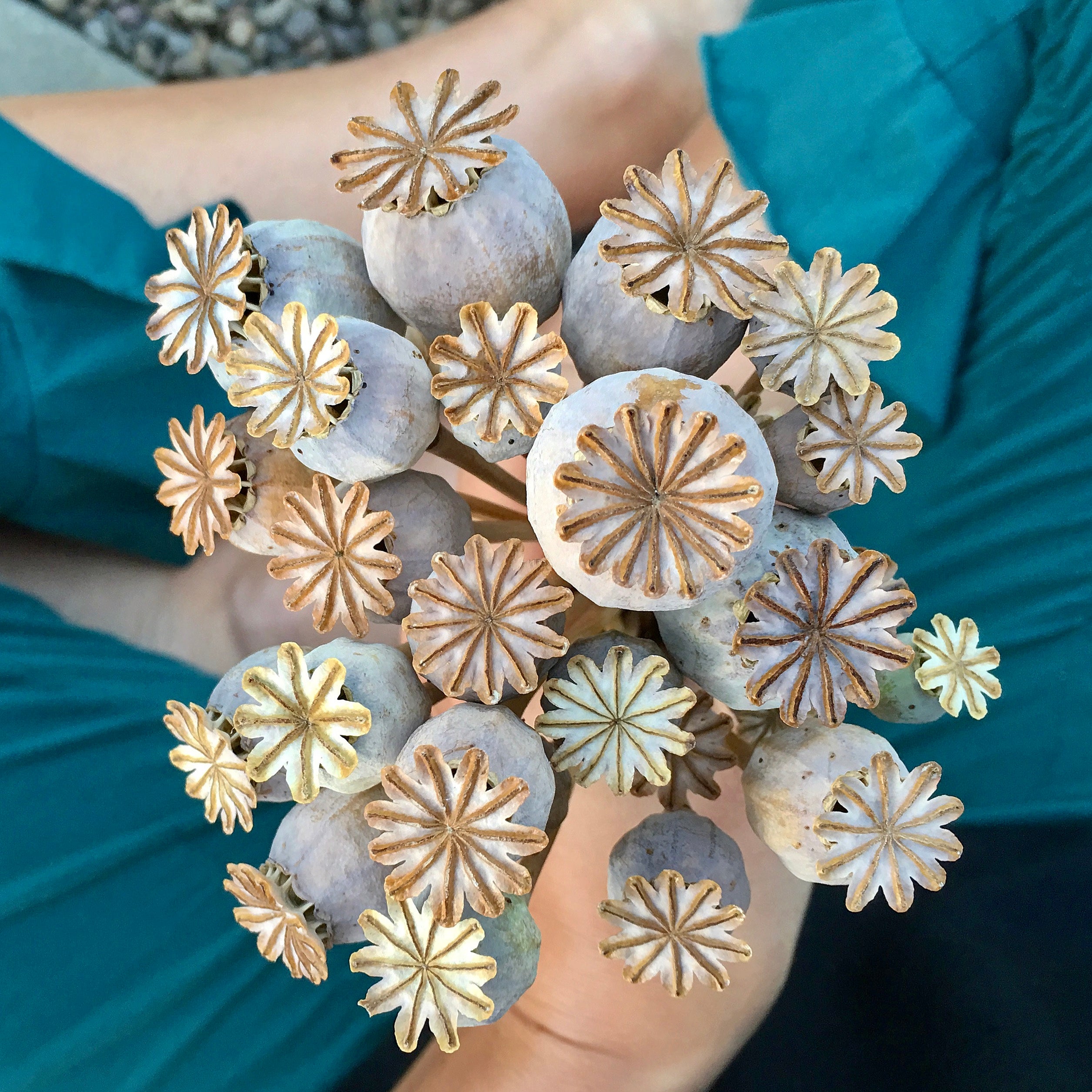 Seeds & Teas – Sacred Elements