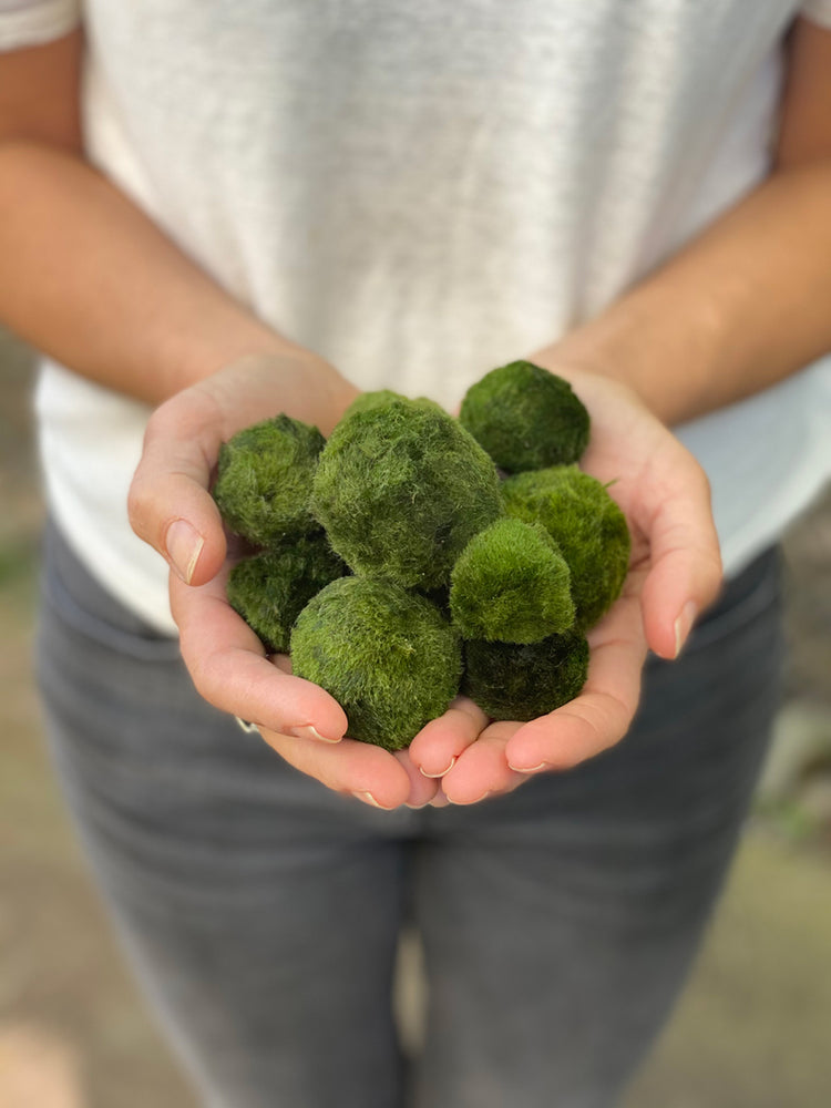 Sacred Elements | Organic Plant Care
