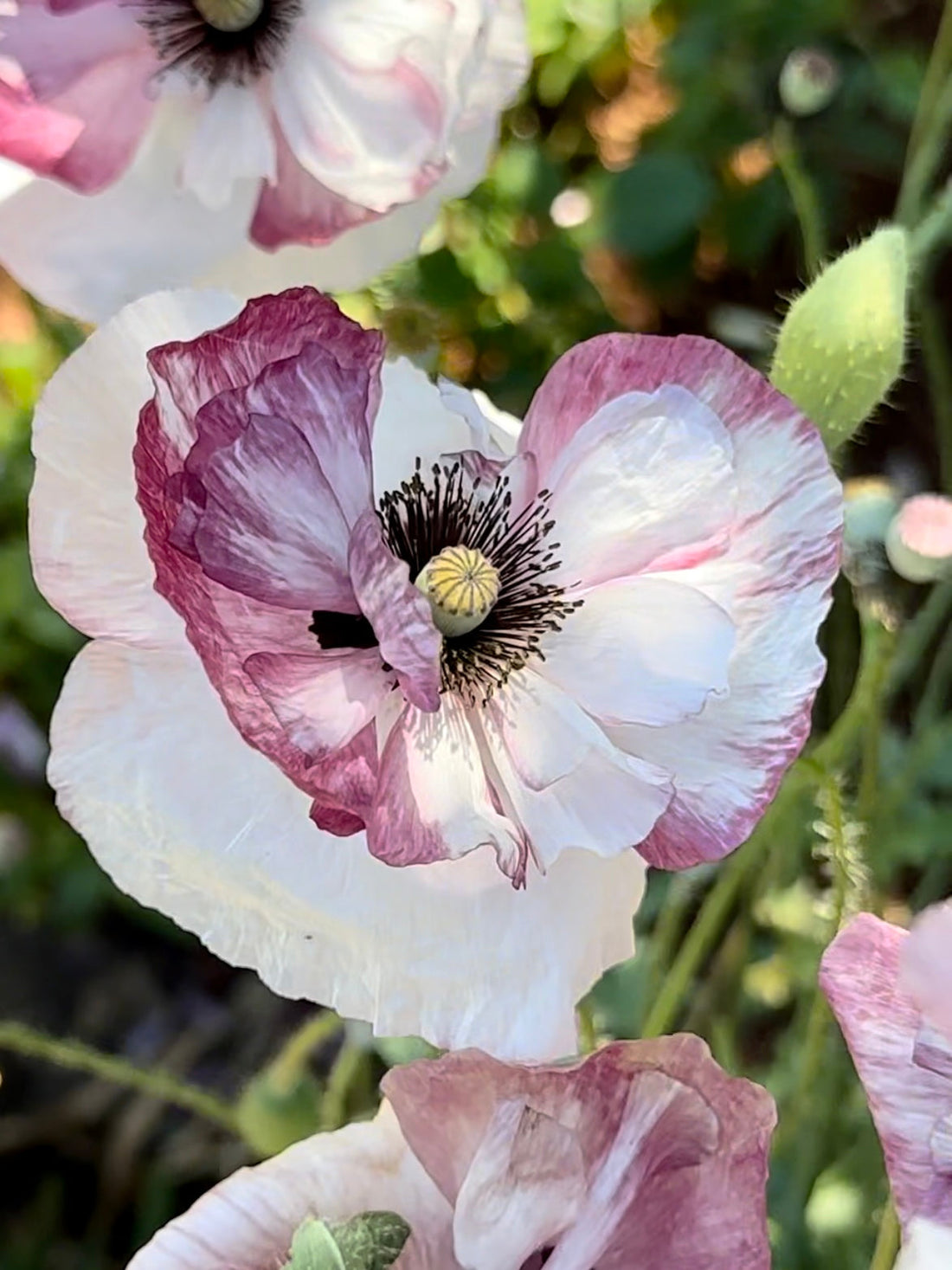 Poppy Mix-Organic and Heirloom – Sacred Elements