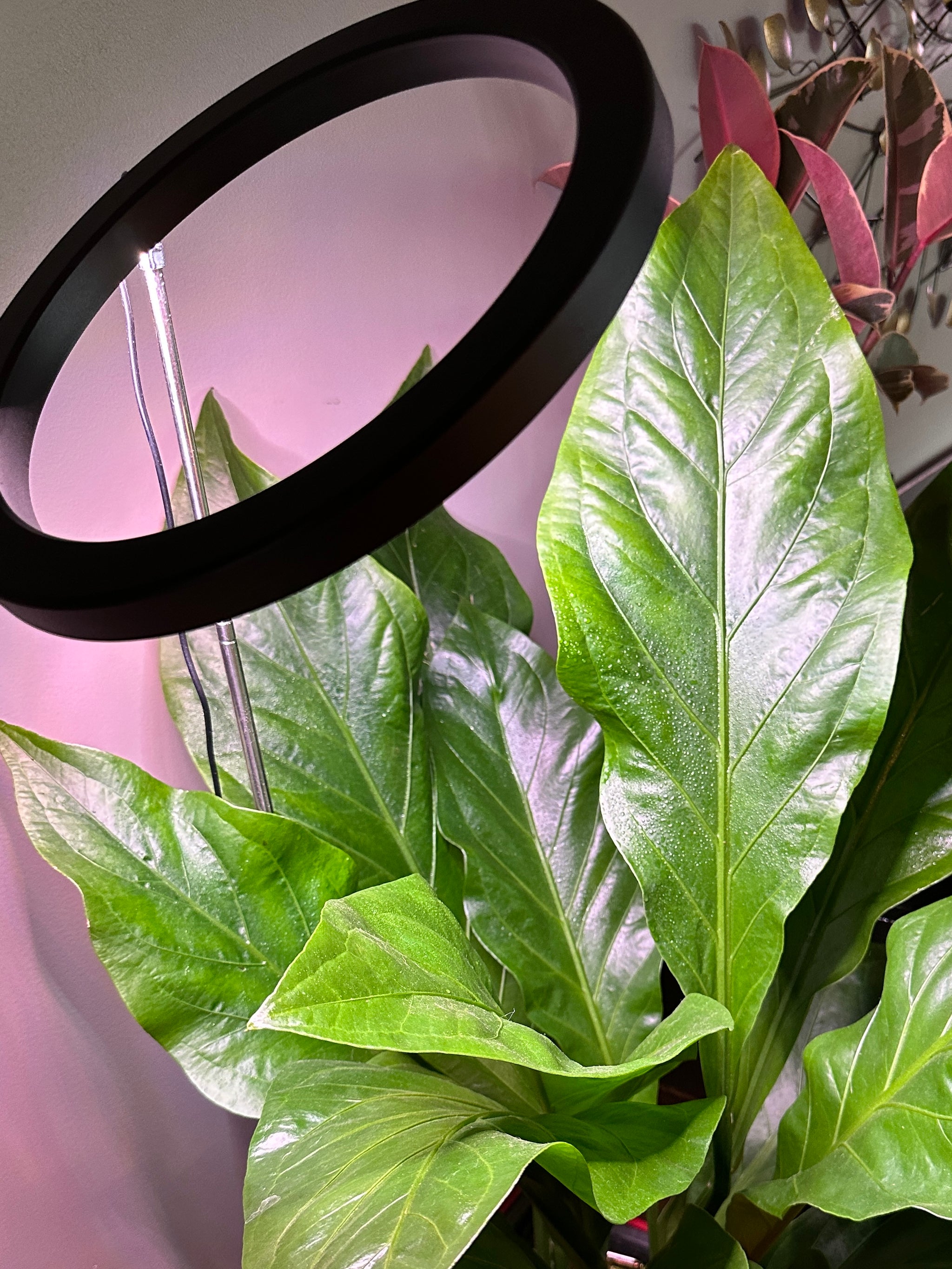 Products – Sacred Elements