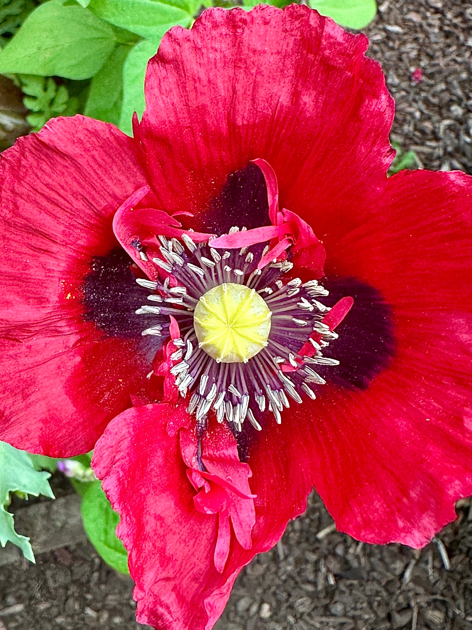 Poppy Mix-Organic and Heirloom – Sacred Elements
