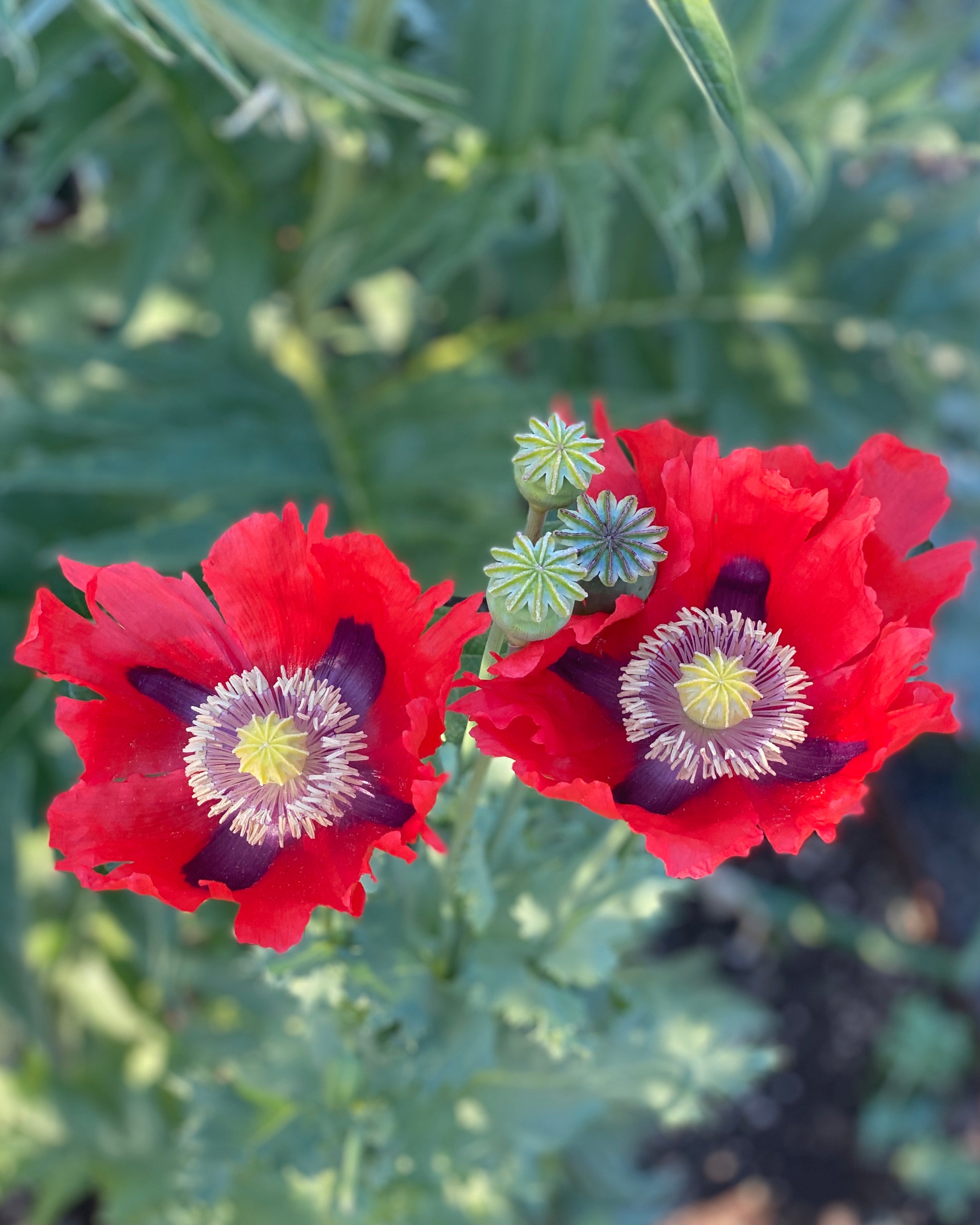 Poppy Mix-Organic and Heirloom – Sacred Elements