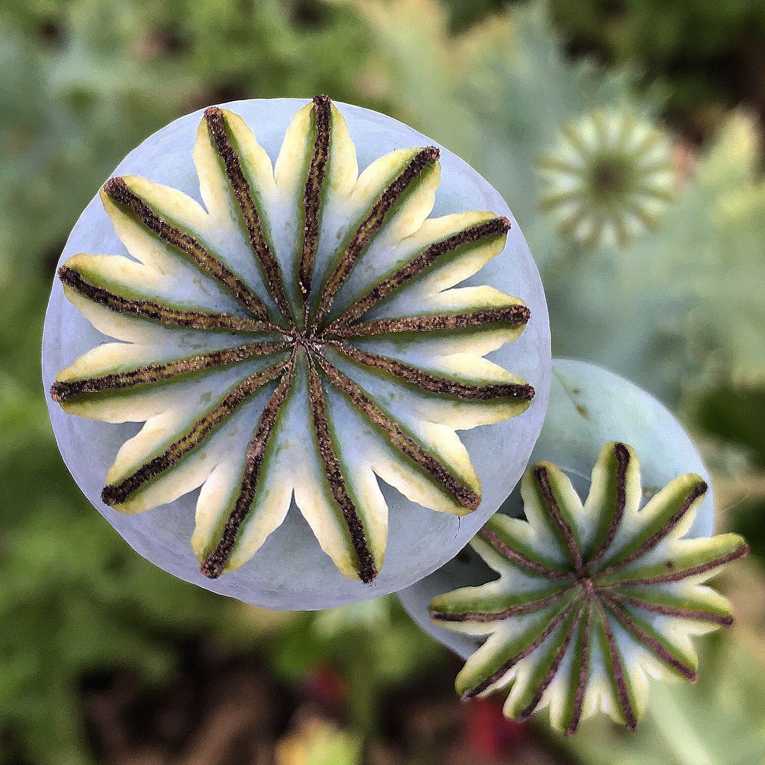 Poppy Mix – Sacred Elements