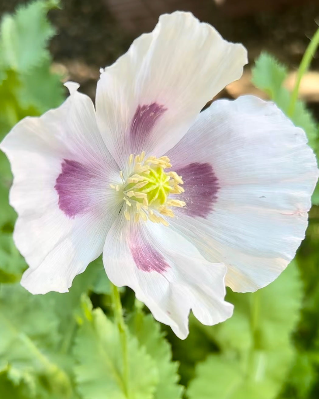 White Poppy Seeds Maw Seeds White By SPICESontheWEB
