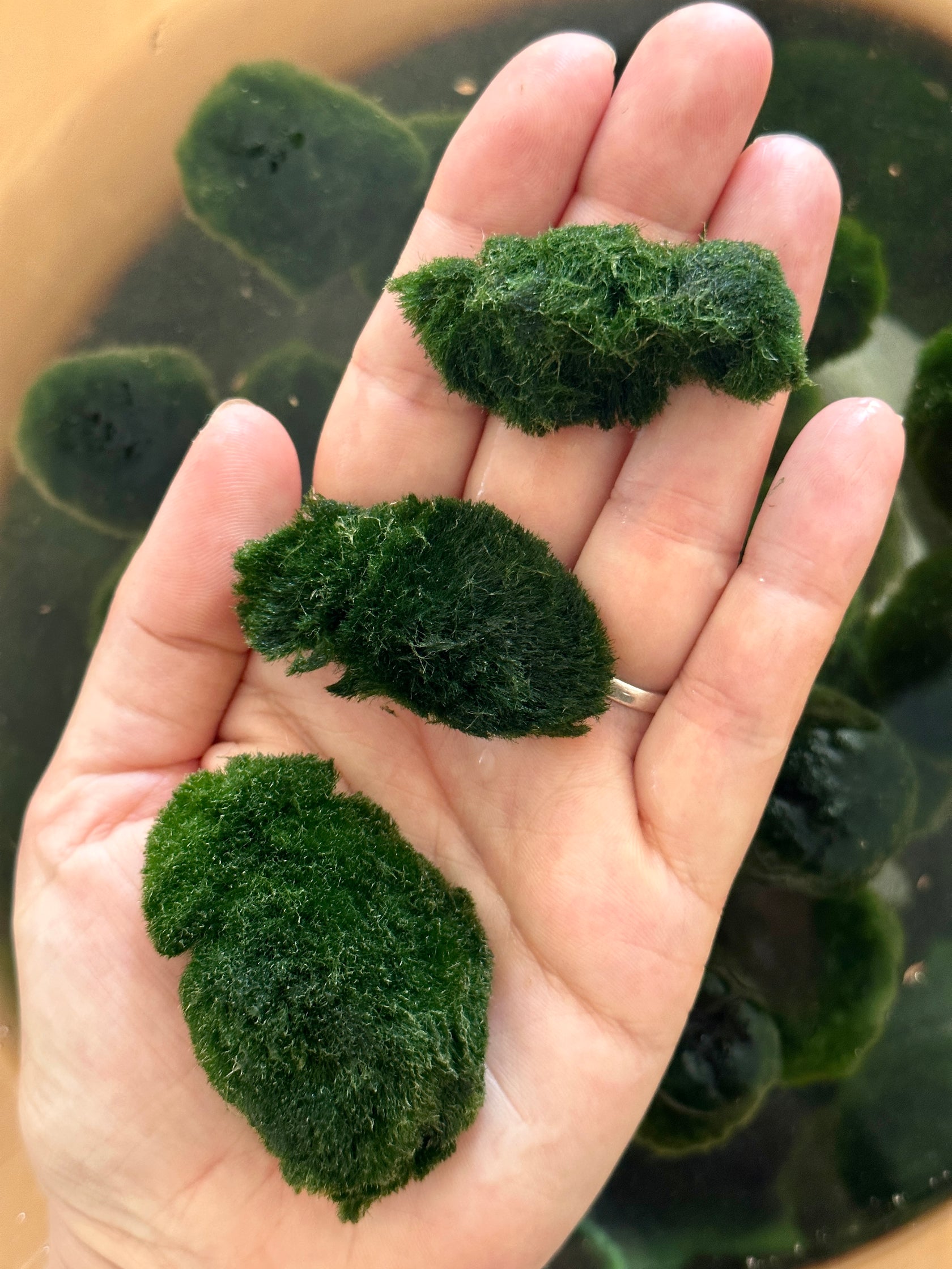 Marimo Moss Ball (Aegagropila linnaeii) – Sacred Elements