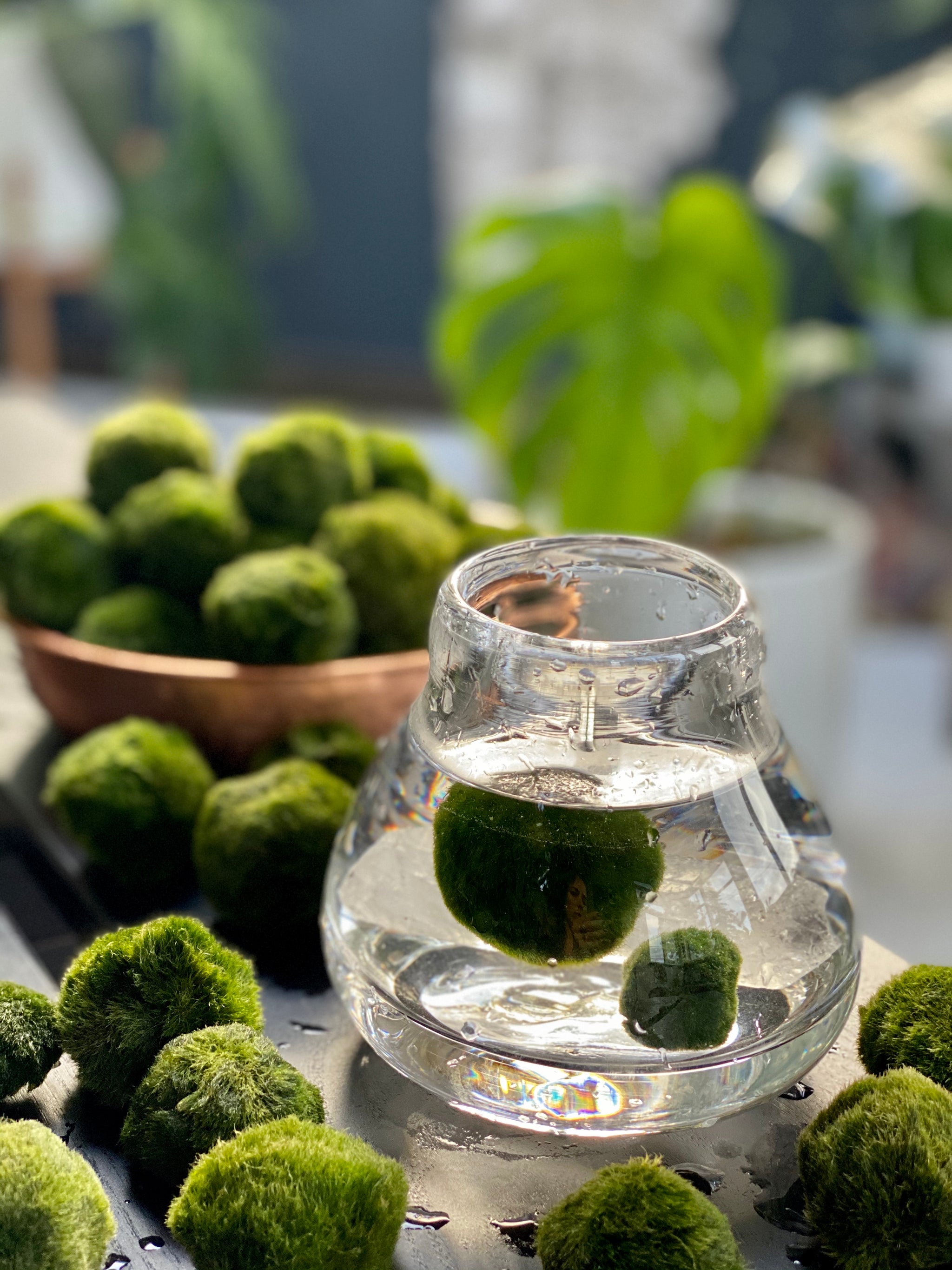 Marimo – Sacred Elements